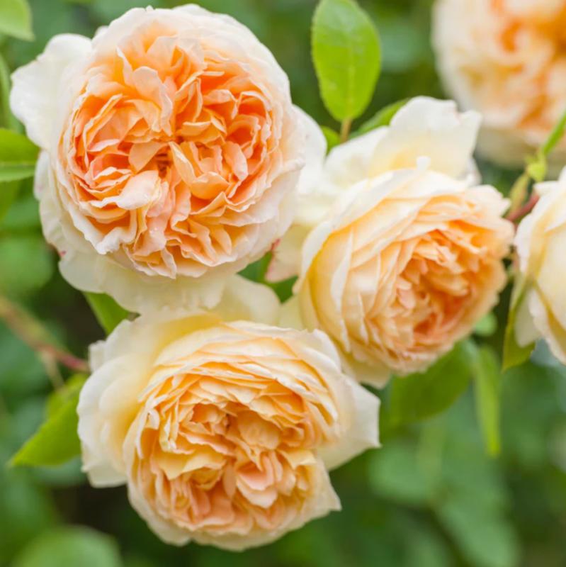 Brownswood Nursery - David Austin Rose (Climbing) Bathsheba Apricot 3G